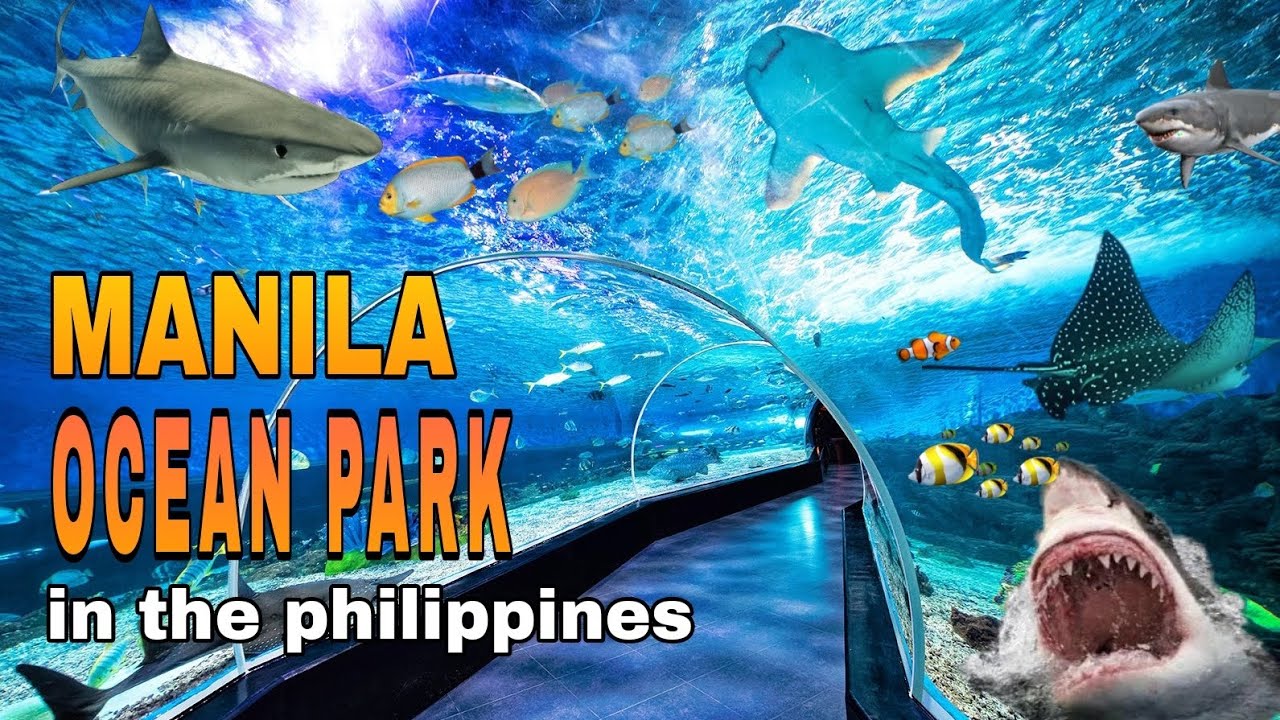 Manila Ocean Park in the philippines // one of the most beautiful ocean ...