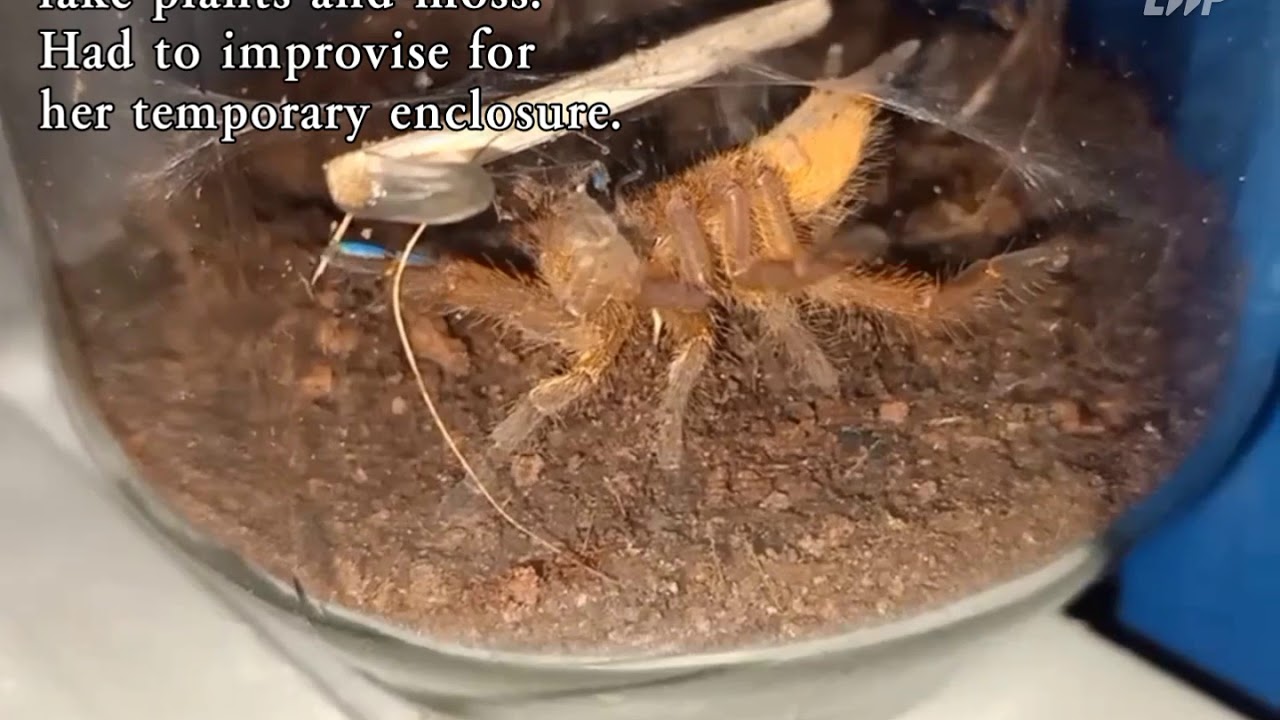 P. Murinus a.k.a (OBT)Orange Baboon Tarantula Freestyle Webbing - YouTube