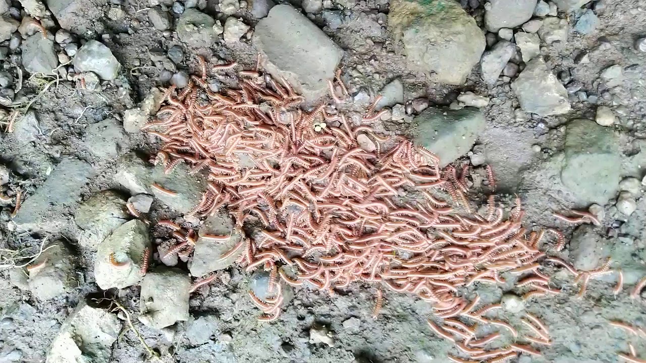 Groups of worms - YouTube