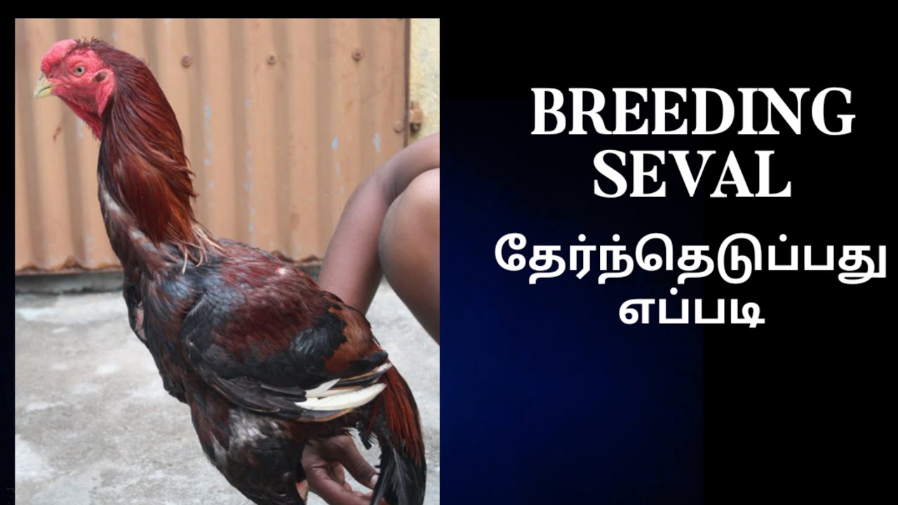 BREEDING SEVAL தேர்ந்தெடுக்கும் முறை | SEVAL A2Z TAMIL - YouTube