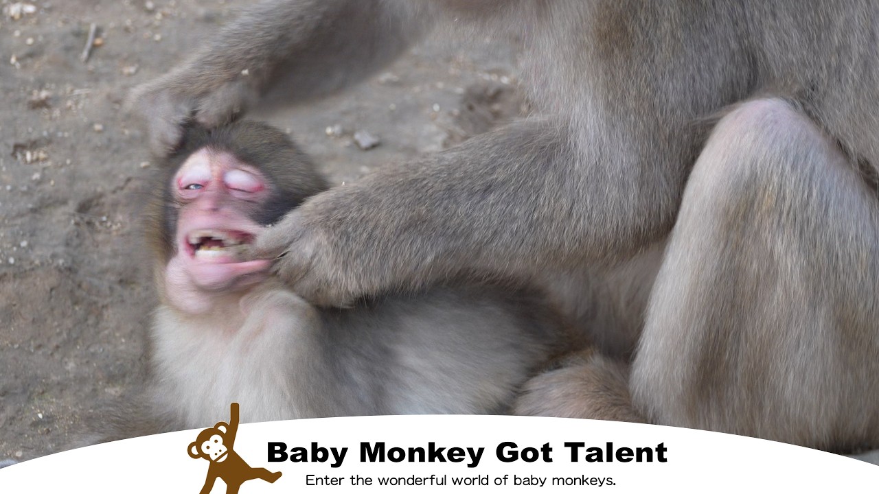 これが親子愛⁉ 赤ちゃん猿とママの食事バトルがかわいすぎる！ / baby monkey monpai monyet 香川県 銚子渓 #小豆島 ...