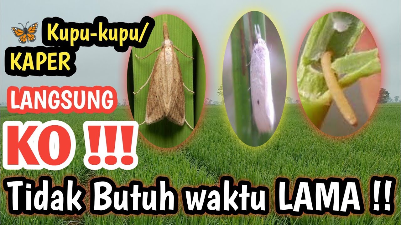 wajib Tau !! Bahan Aktif Insektisida yang ampuh Basmi Kaper pada ...