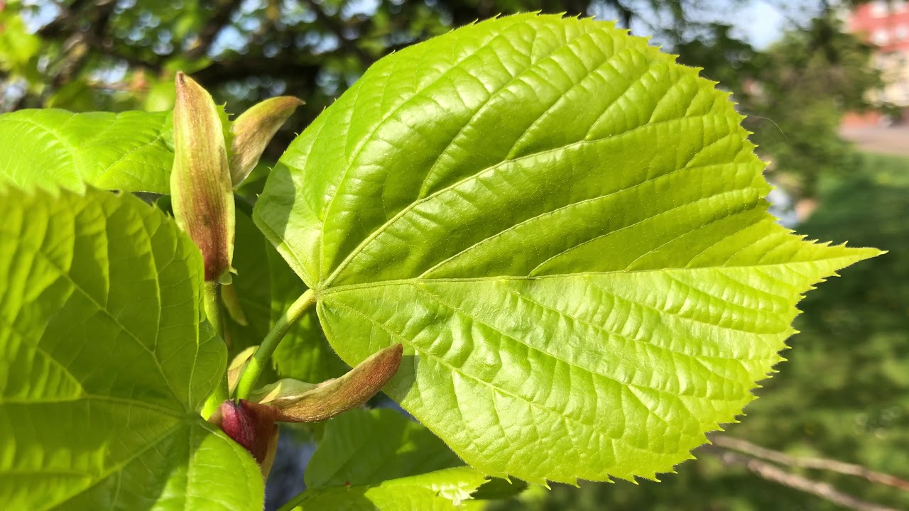 Common lime - young leaves close up - April 2020 - YouTube