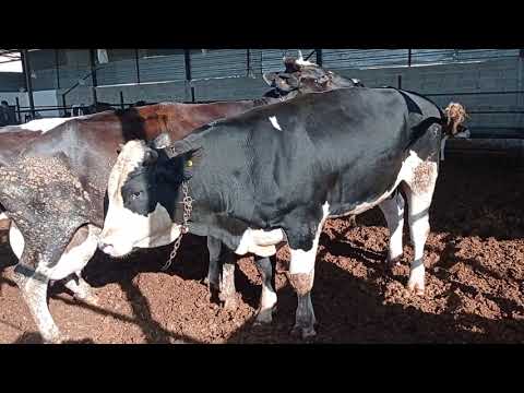 doğal üreme tohuma karşıyız...!