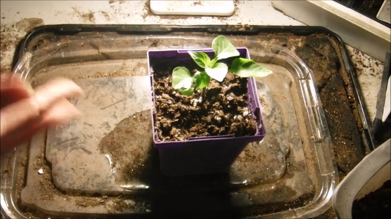 how to transplant pepper seedlings, when to transplant pepper seedlings ...