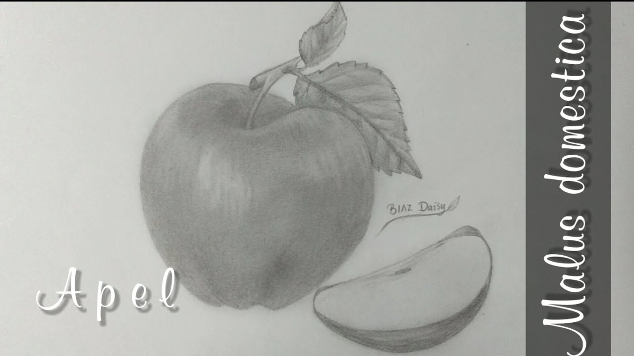 APEL||HOW TO DRAW AN APPLE FOR BEGINNERS||cara menggambar apel#APPLE ...