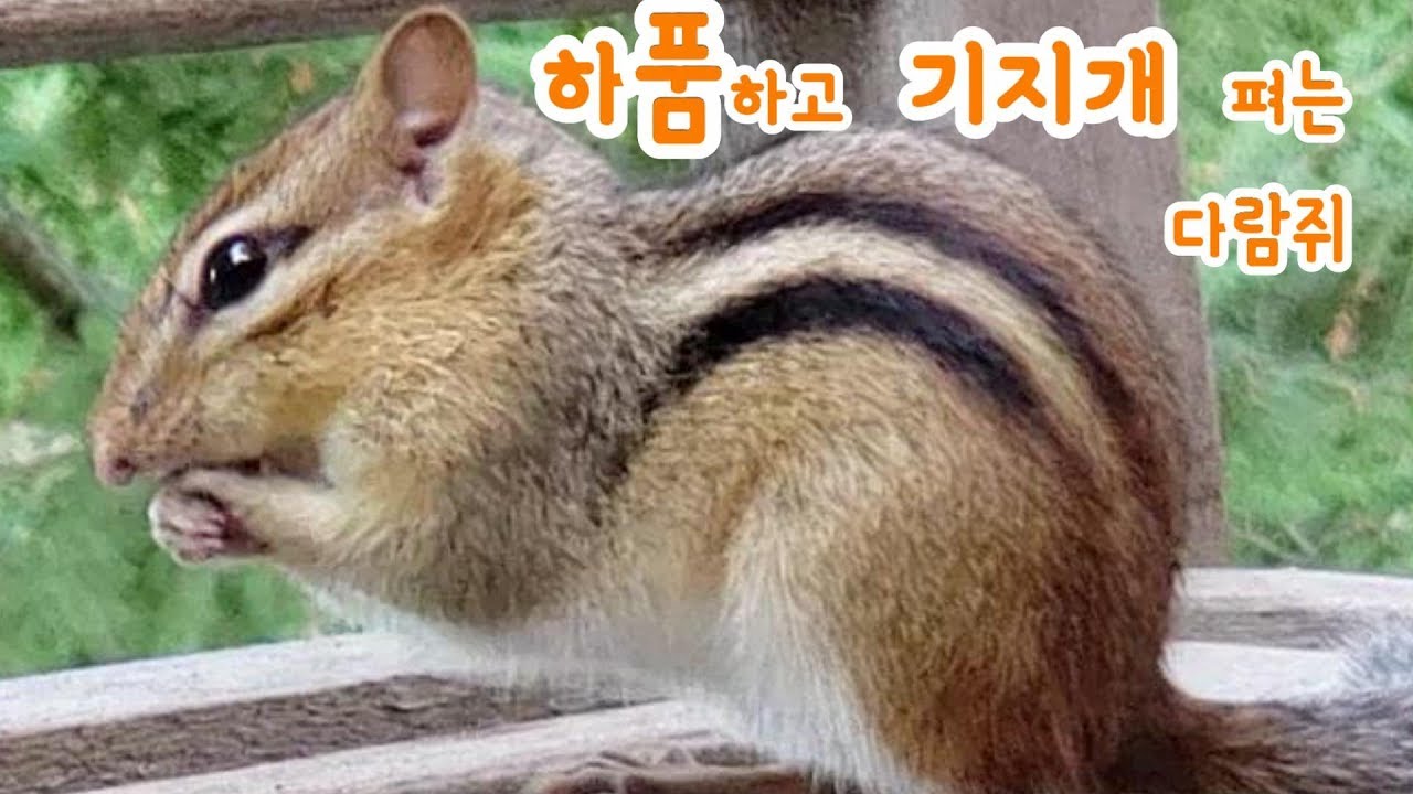 [ENG] 하품하고 기지개 펴는 야생 다람쥐 주니 Chipmunk Stretching And Yawning - YouTube