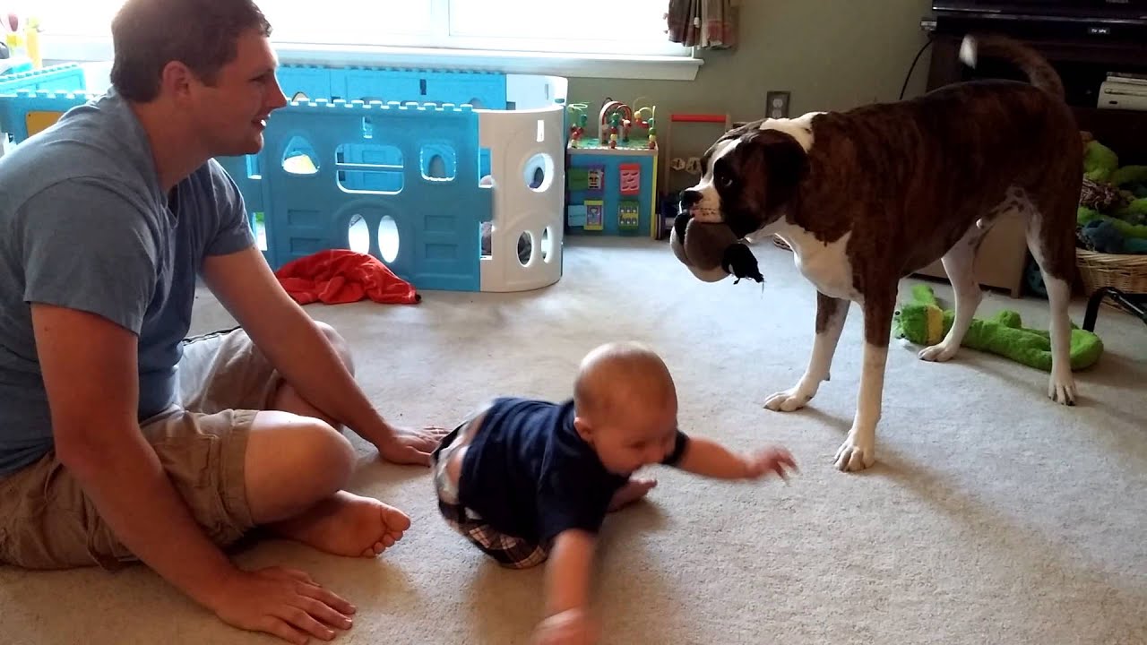 Boxer dog makes baby laugh - YouTube