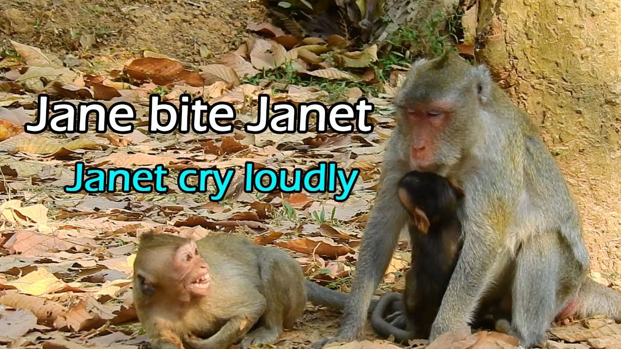 Bad Day For Janet! Jane Bite Hurt Janet, Janet Cry Hurt, Jane Was ...
