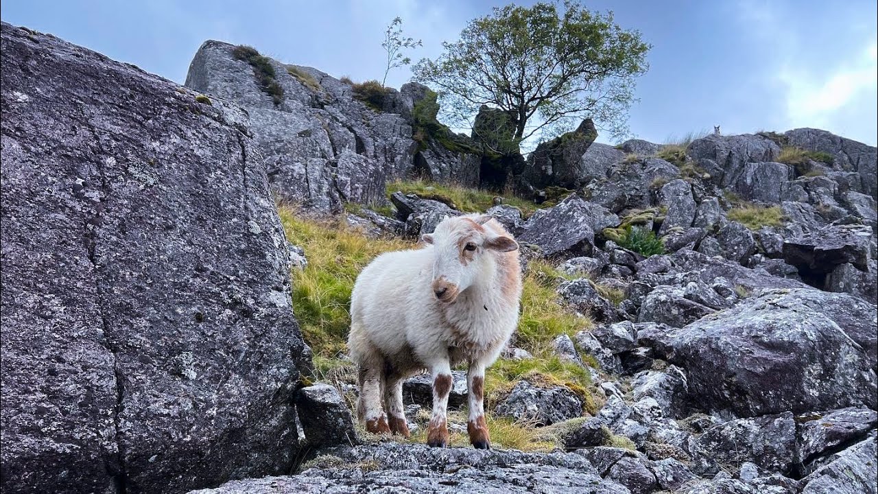 Larry The Lamb & Friends Adventures - YouTube