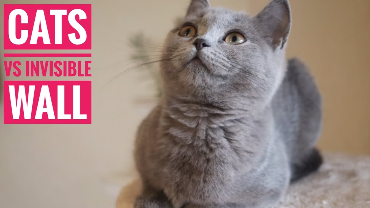 CATS VS INVISIBLE WALL CHALLENGE | Cats Invisible Wall | Invisible wall ...