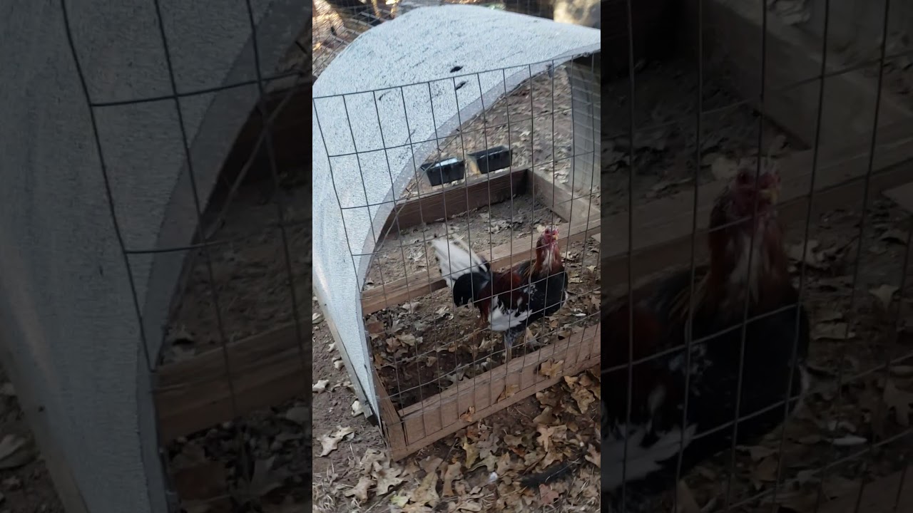 Greg William de top hat gamefarm gallos pollos de todo un poco - YouTube