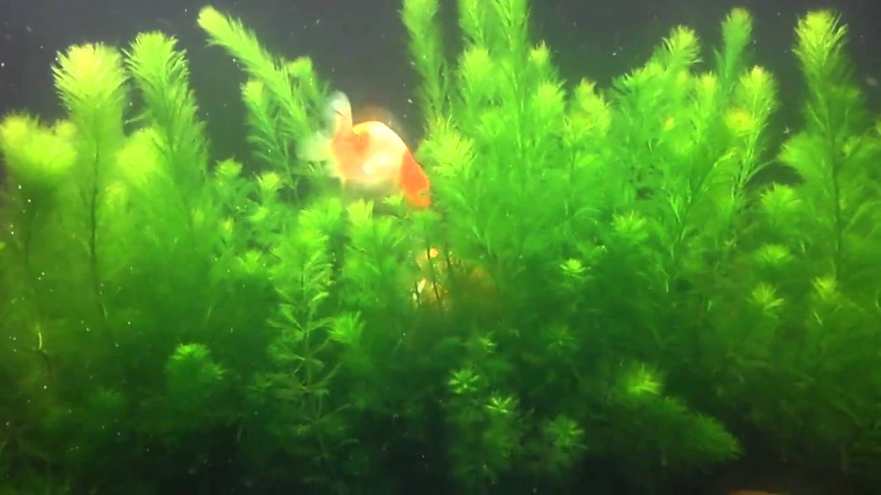Calico Ranchu Goldfish Spawning - YouTube