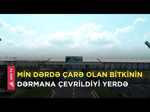 Bu bitkidən Ağdaşda möcüzəvi məhsullar istehsal olunur - APA TV