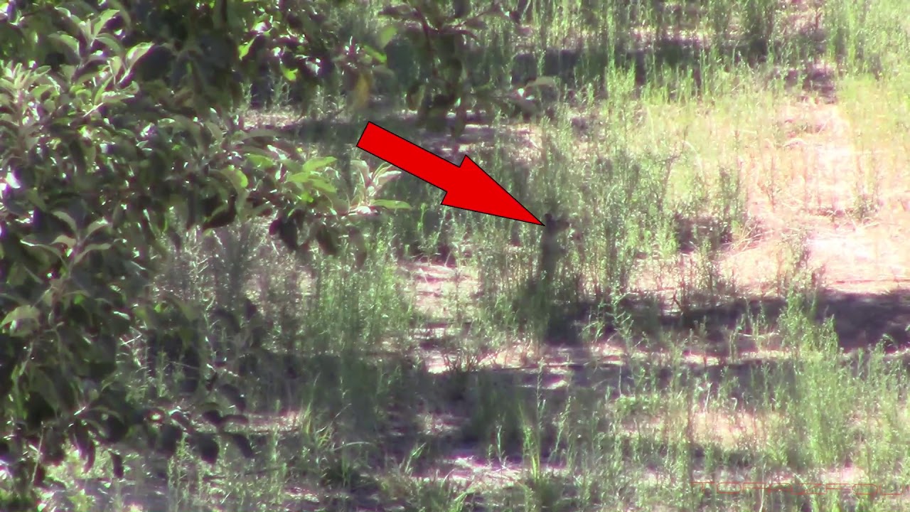 Texan .338 AirPua, Long Range Pesting - YouTube