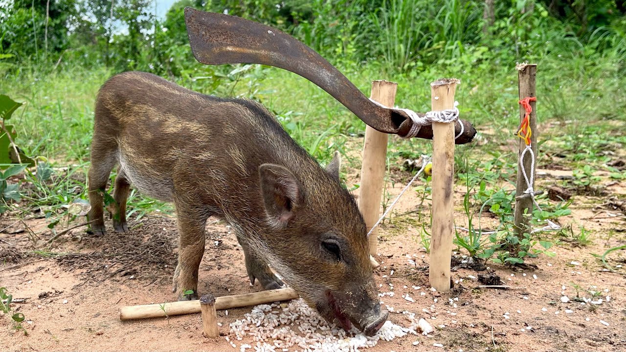 Primitive technology - Build Unique Primitive Wild boar Trapping Tool ...