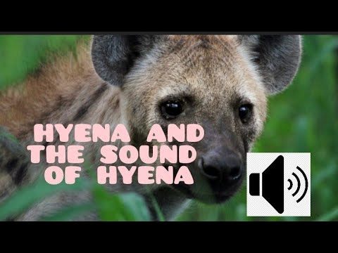 hyena and the sound of a hyena - YouTube