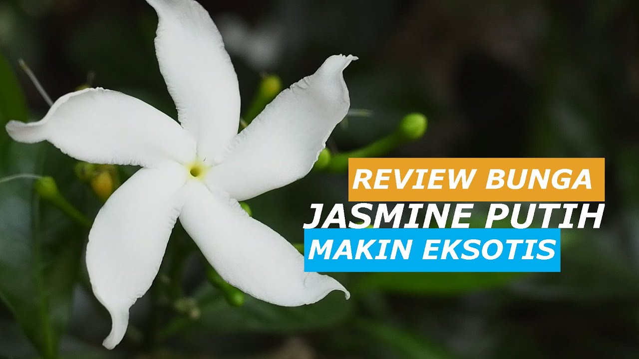 penjagaan kulit | LUAR BIASA!! Keunikan Bunga Jasmine Makin Eksotis ...