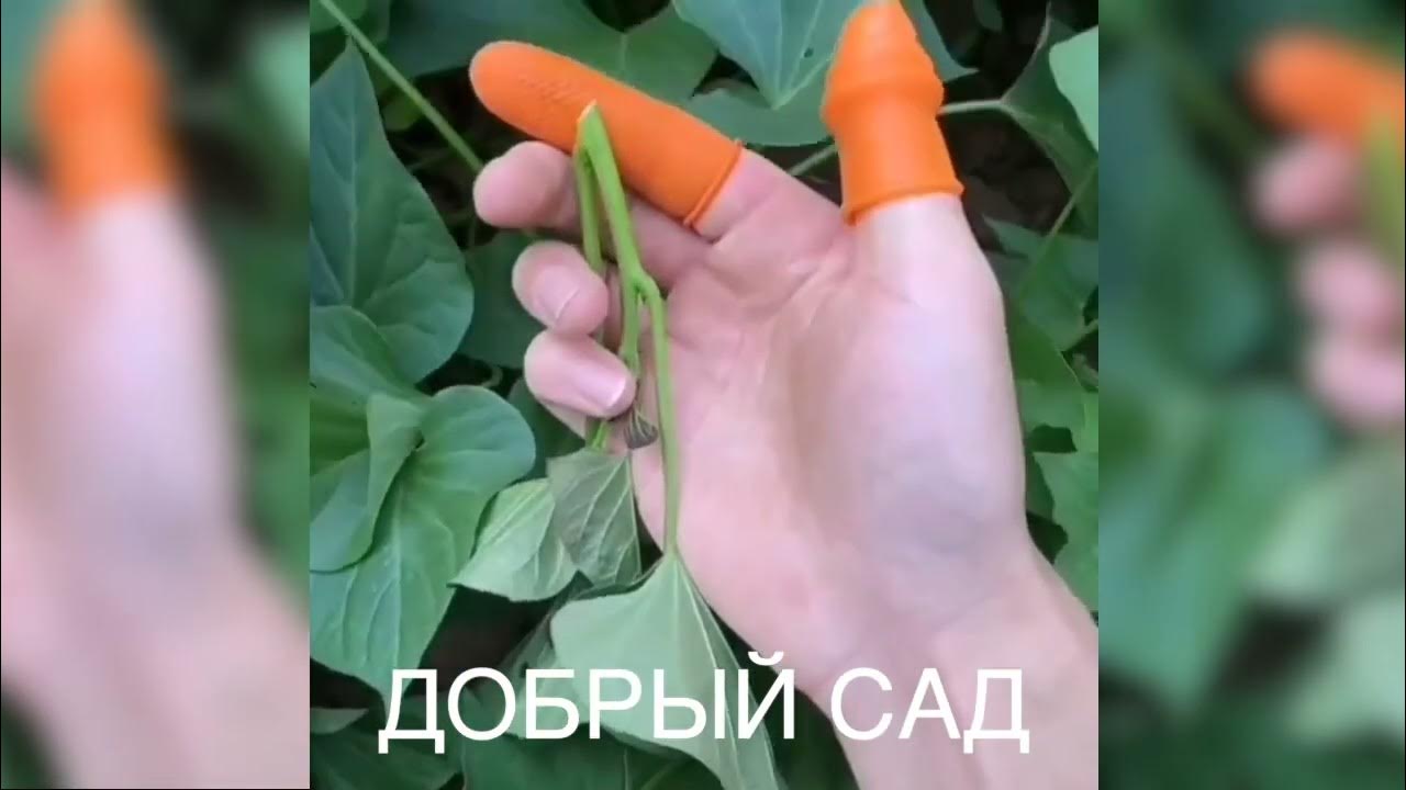 Силиконовый садовый нож на палец - YouTube