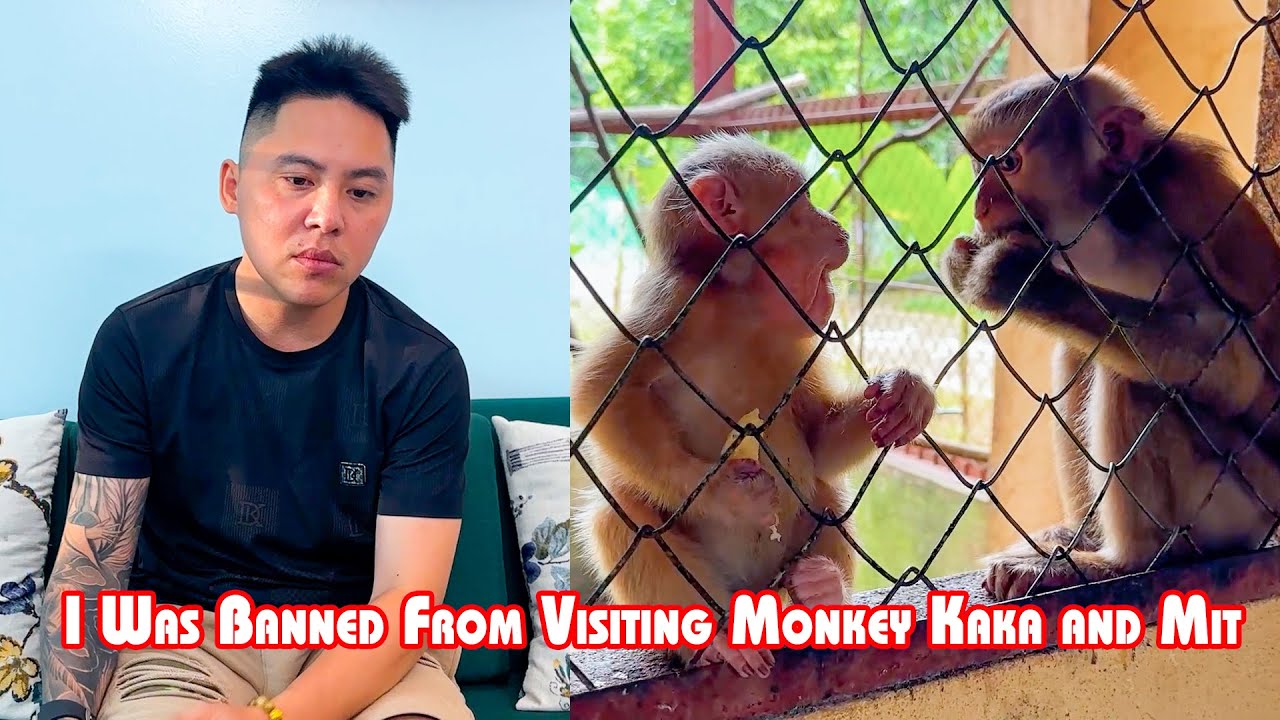 Shocking News: I Was Banned From Visiting Monkey Kaka and Mit - YouTube