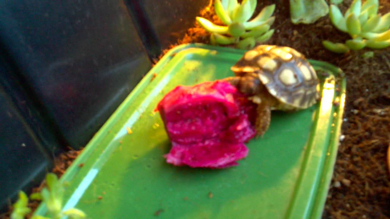Pépe, my baby sulcata tortoise eating his first prickly pear - YouTube