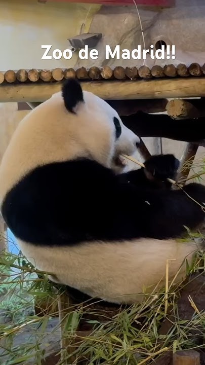 Muchos animales en el ZOO de Madrid!! #zoo #madrid #animales #osopanda - YouTube