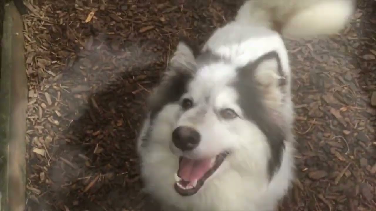 Amazing Ashley! - YouTube