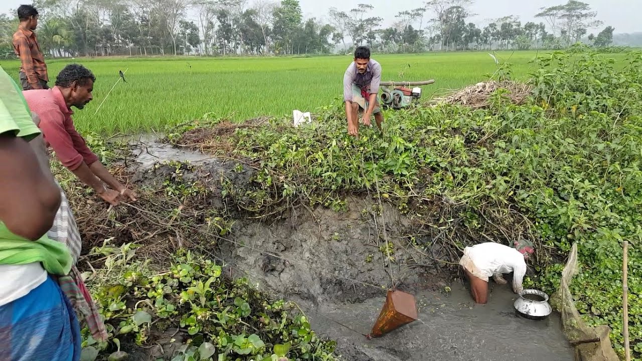 Incredible Village Fishing | Huge Local Deshi Fish Catching From Ponds ...