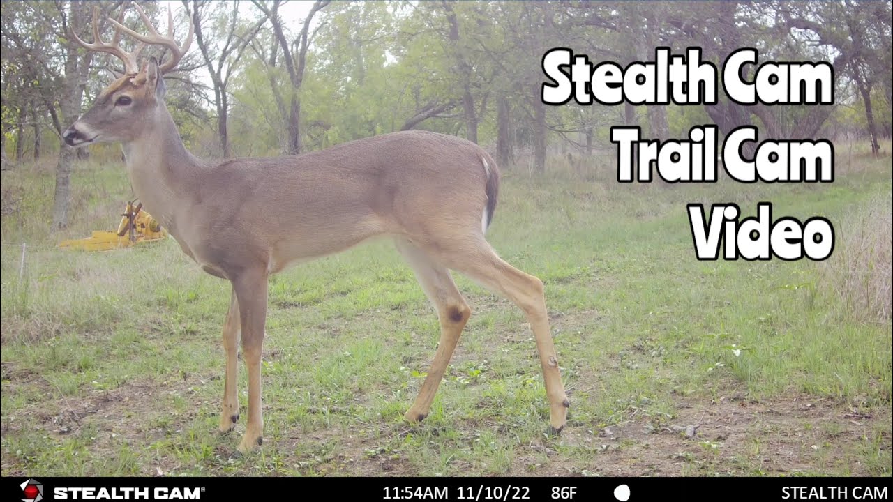Stealth Cam Trail Camera Video Nov. 10-12, 2022 - YouTube