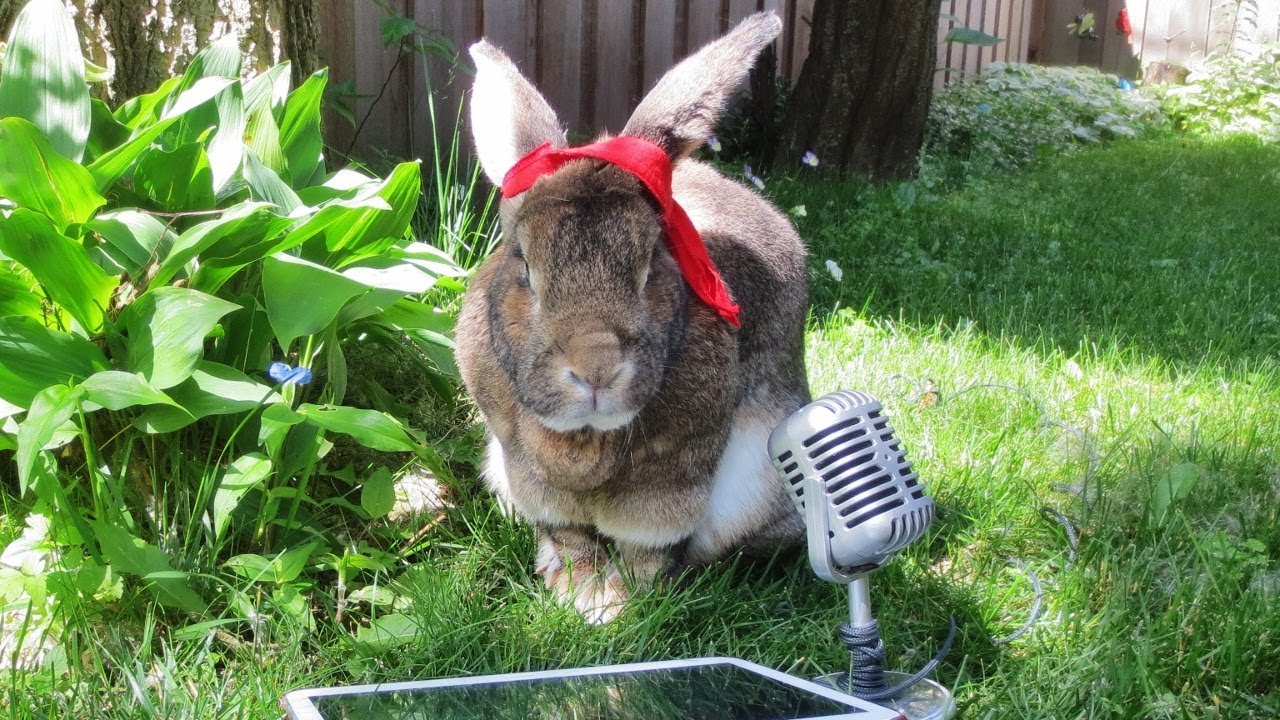 RAMBO RABBIT Last Blood Trailer REACTION VIDEO (First Blood-Rambo ...