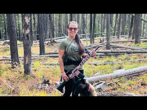 Wolf hunting Montana￼ with two Belgian Malinois￼