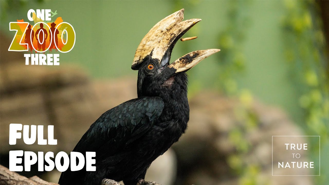 DINOSAUR DAY | One Zoo Three | Full Episode - YouTube