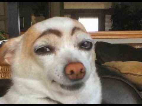 FLYING DERPY ANIMALS - YouTube