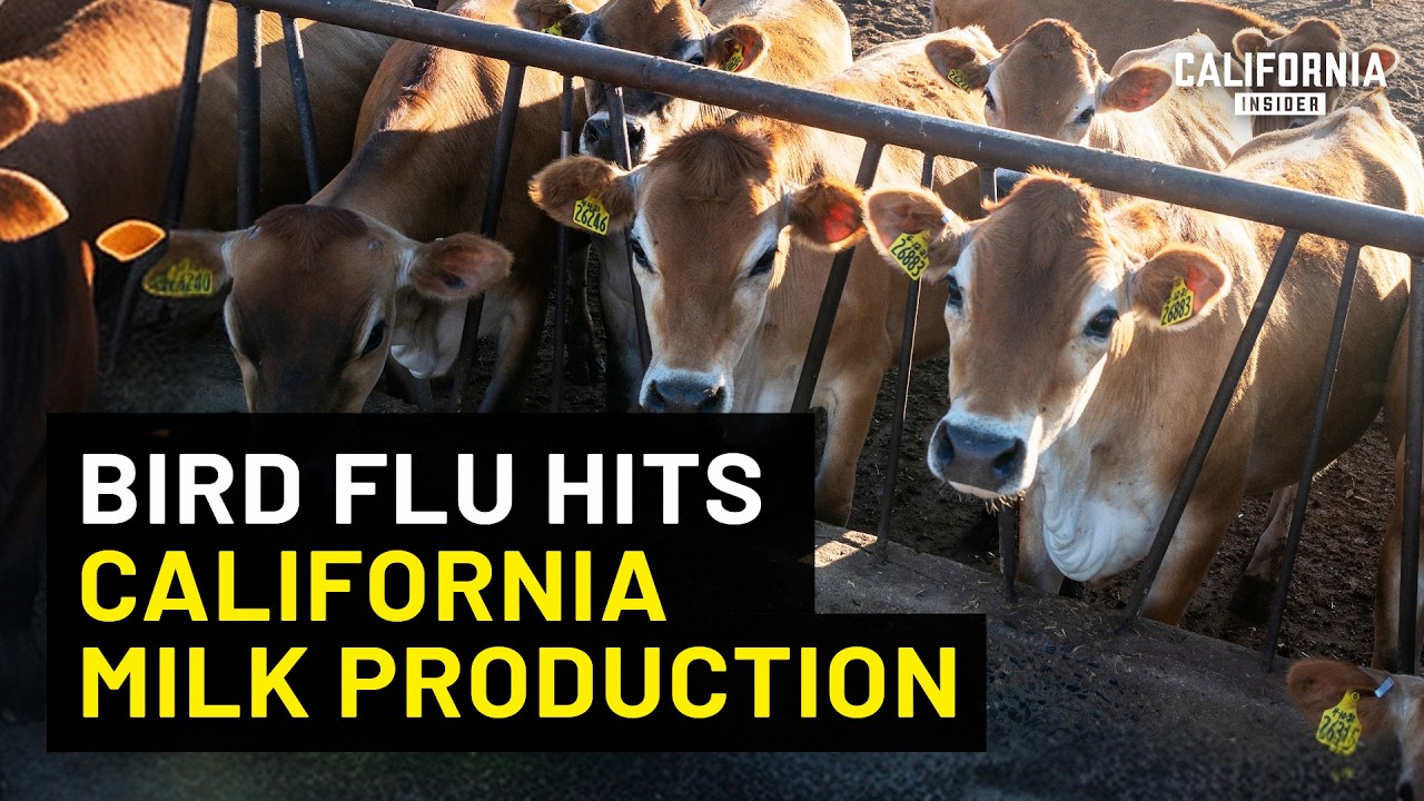 Bird Flu Outbreak: California Farmer Reveals the Real Damage | David ...