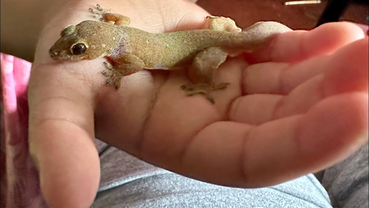 Teaching our kids to be kind to lizards. - YouTube