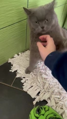 Adonis #beautiful #babyanimals #livetoday #cat - YouTube