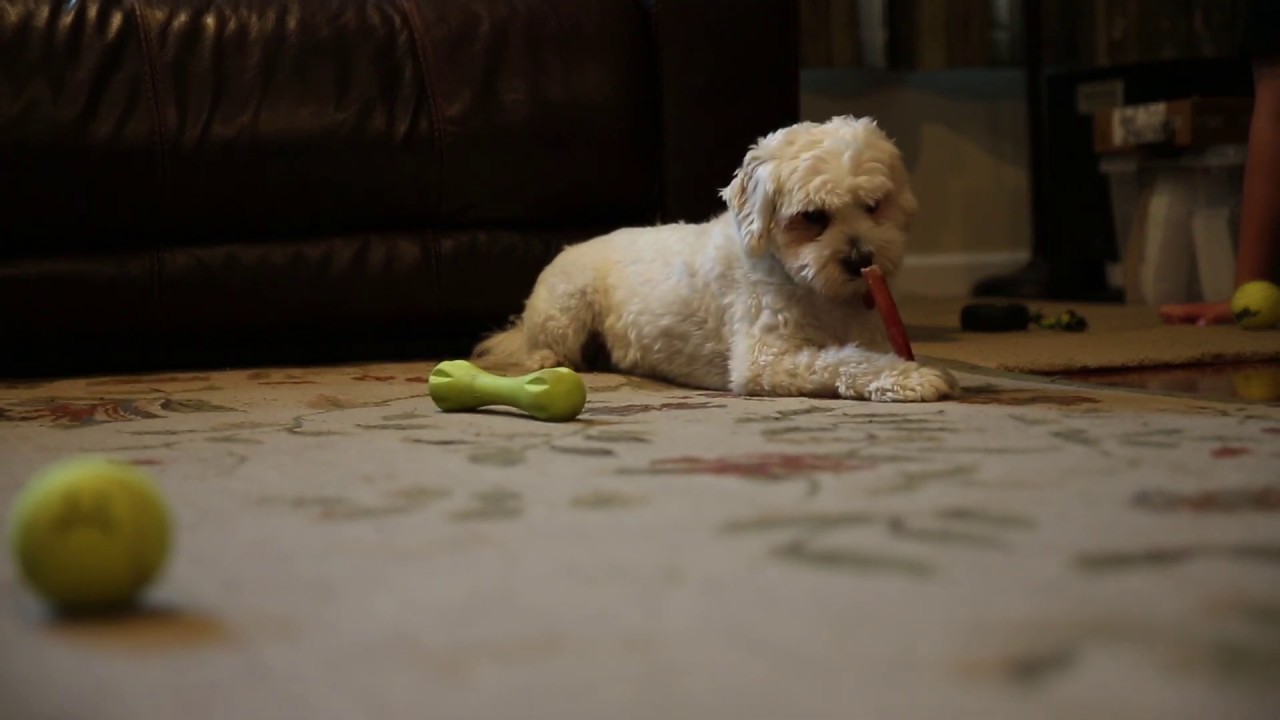 Rack Focus Example - YouTube