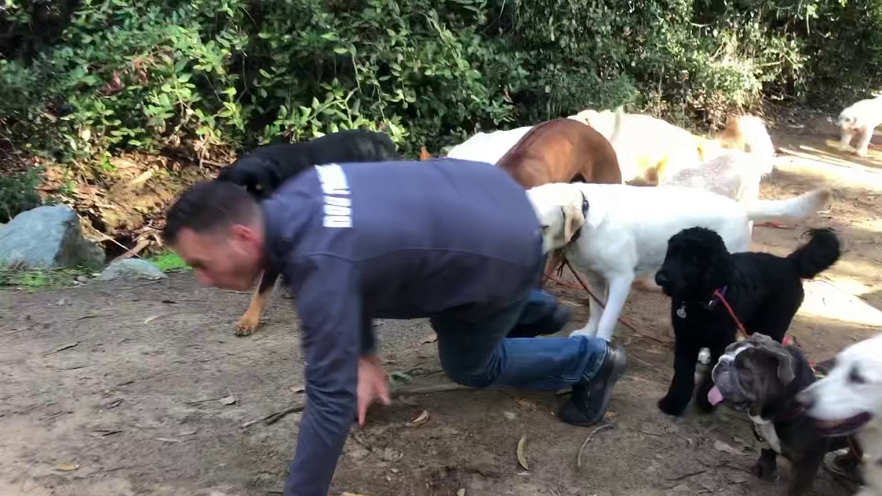 Walking the Pack with Mike and Grant Noble’s Noble Dogs - YouTube