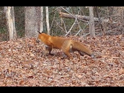 Fox-Daytime Sightings - YouTube