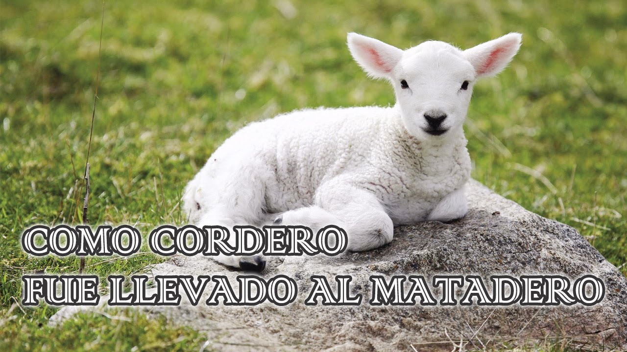 "Como cordero fue llevado al matadero": Pr. Christian Calvetti.- - YouTube