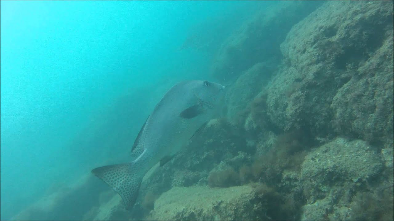silver sweetlips 2015-08-05 - YouTube