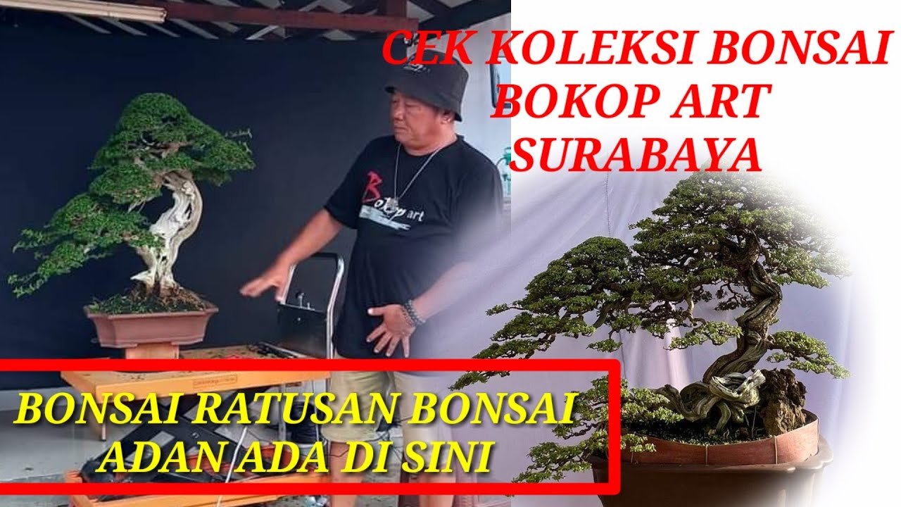 Koleksi Bonsai Bokop Art Surabaya #Bonsaiviral #BonsaiRatusanjuta# ...