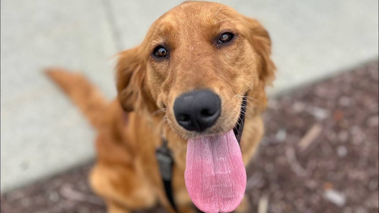 Sweet field golden retriever has a spectacular transformation, off ...