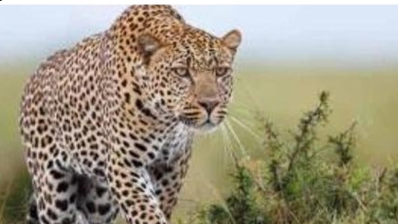 MANEATER LEOPARD OF RISHIKESH (RAJA JI NATIONAL PARK) [PART-2] - YouTube