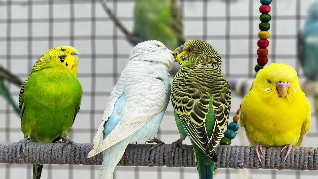 Relax & Smile with Budgie Songs 🎶💚 - YouTube