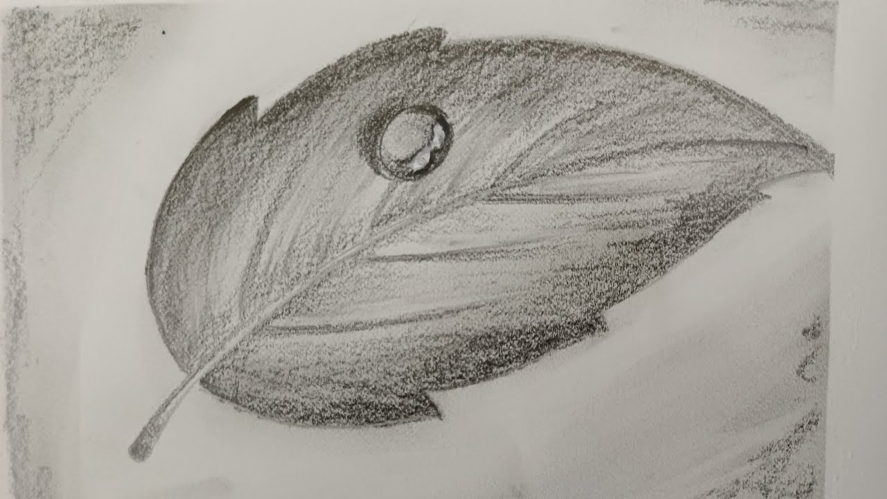 Dew drops on leaf | realistic water drops | dew drops on leaf | draw ...