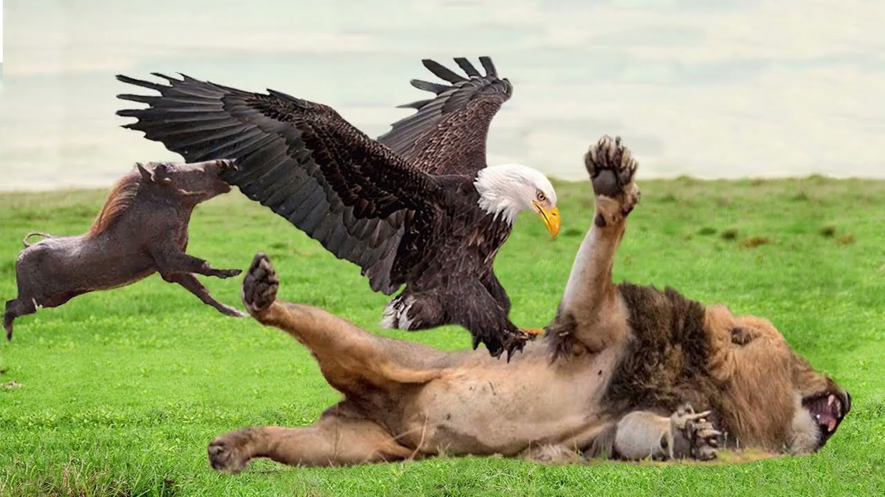 Lion Vs Eagle