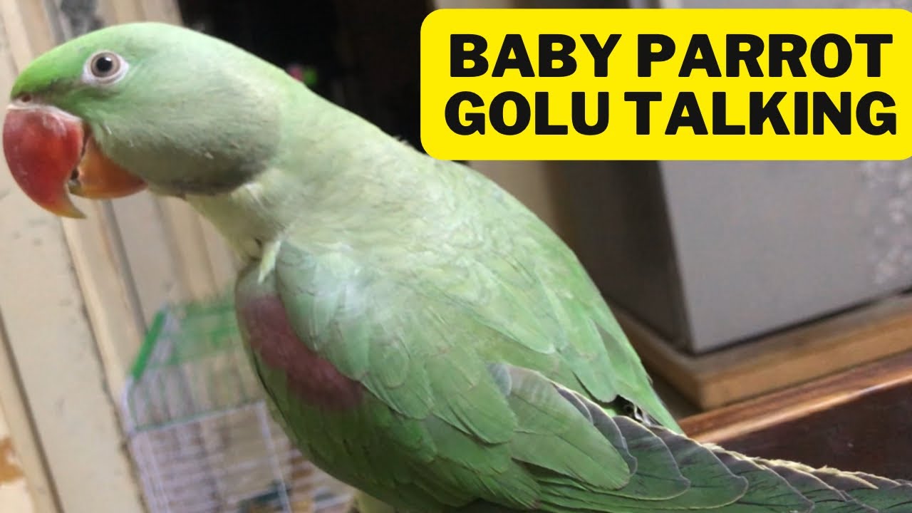 Baby Parrot Talking Video || Alexander Parrot Talking #parrottalking # ...