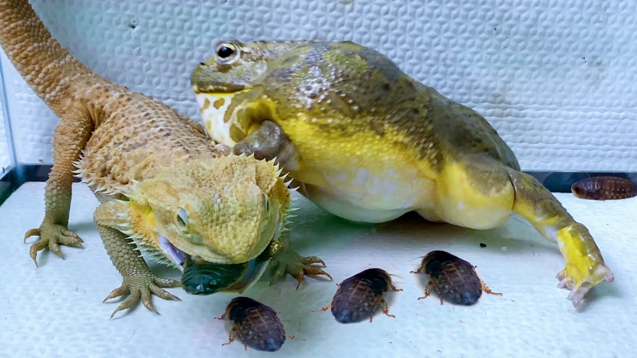 Hungry Bearded Dragon Eating Cockroach With African Bullfrog! Warning ...