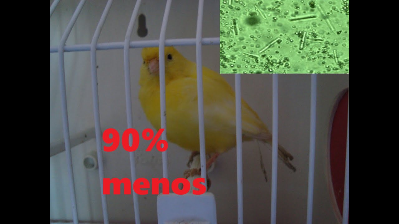 REDUCE LAS MEGABACTERIAS UN 90% MENOS DE CASOS (Sin medicar) - YouTube